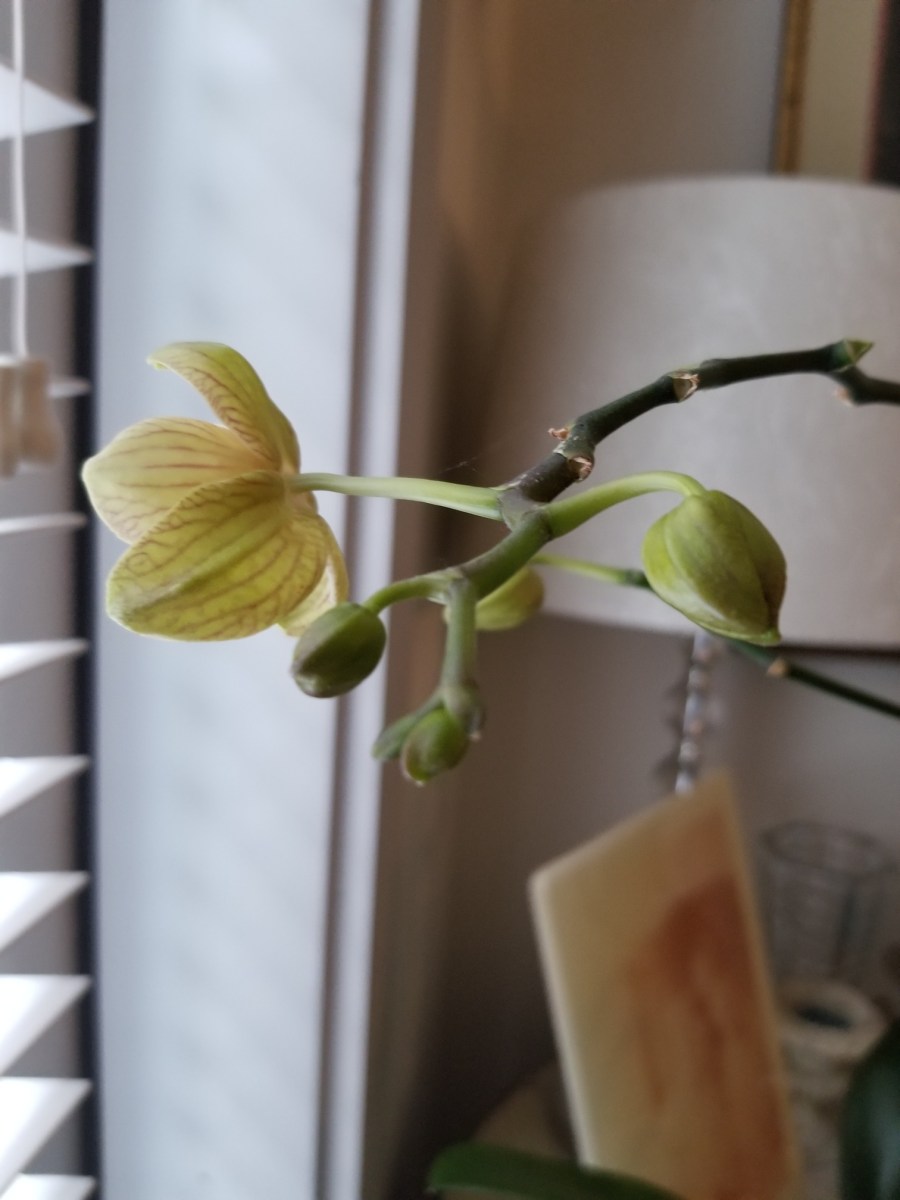 Pieces of Me – Elaine Gantz Wright