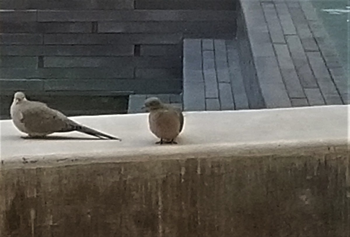 I Am – Elaine Gantz Wright